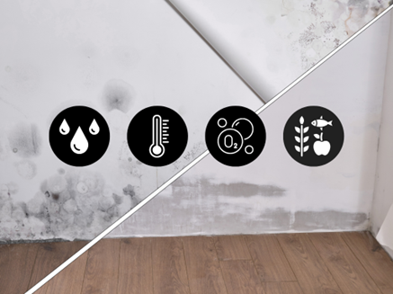 Guarding Against Mould: Causes, Health Implications, and Comprehensive ...